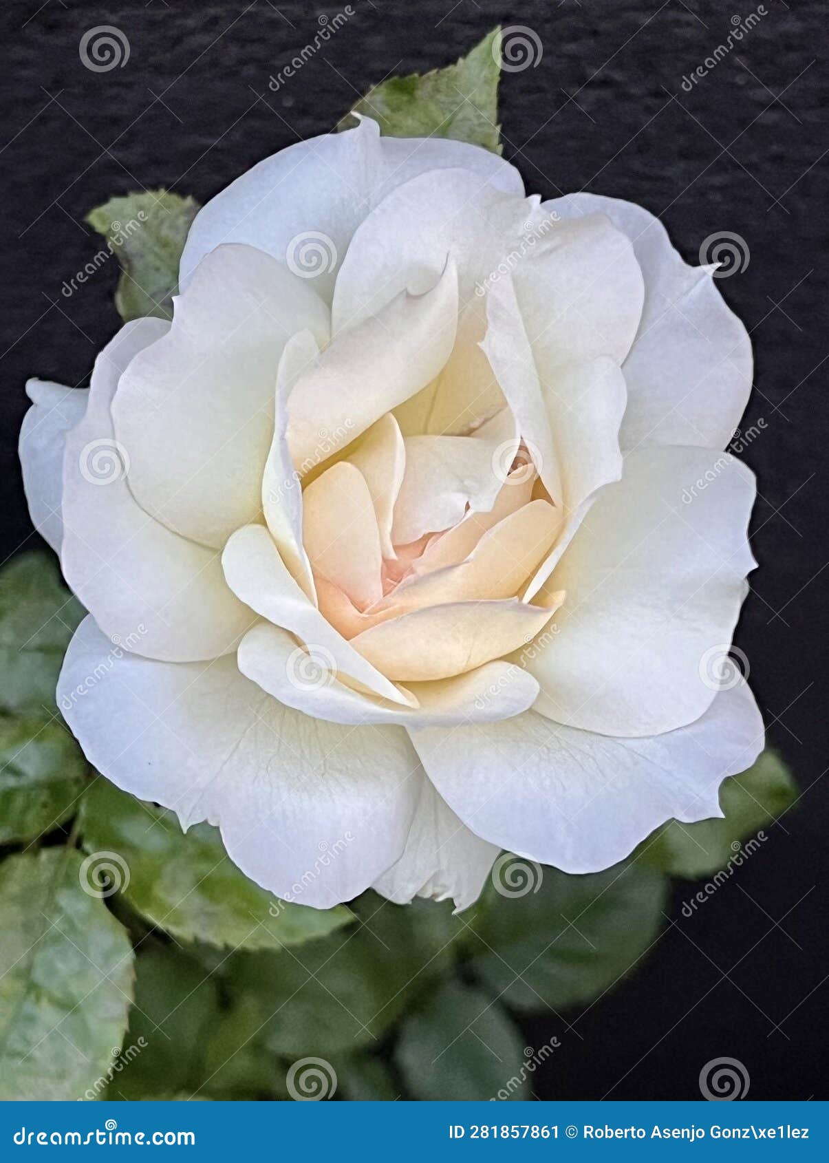 White Roses Symbolize that Purity and Loyalty that Marriage Implies ...