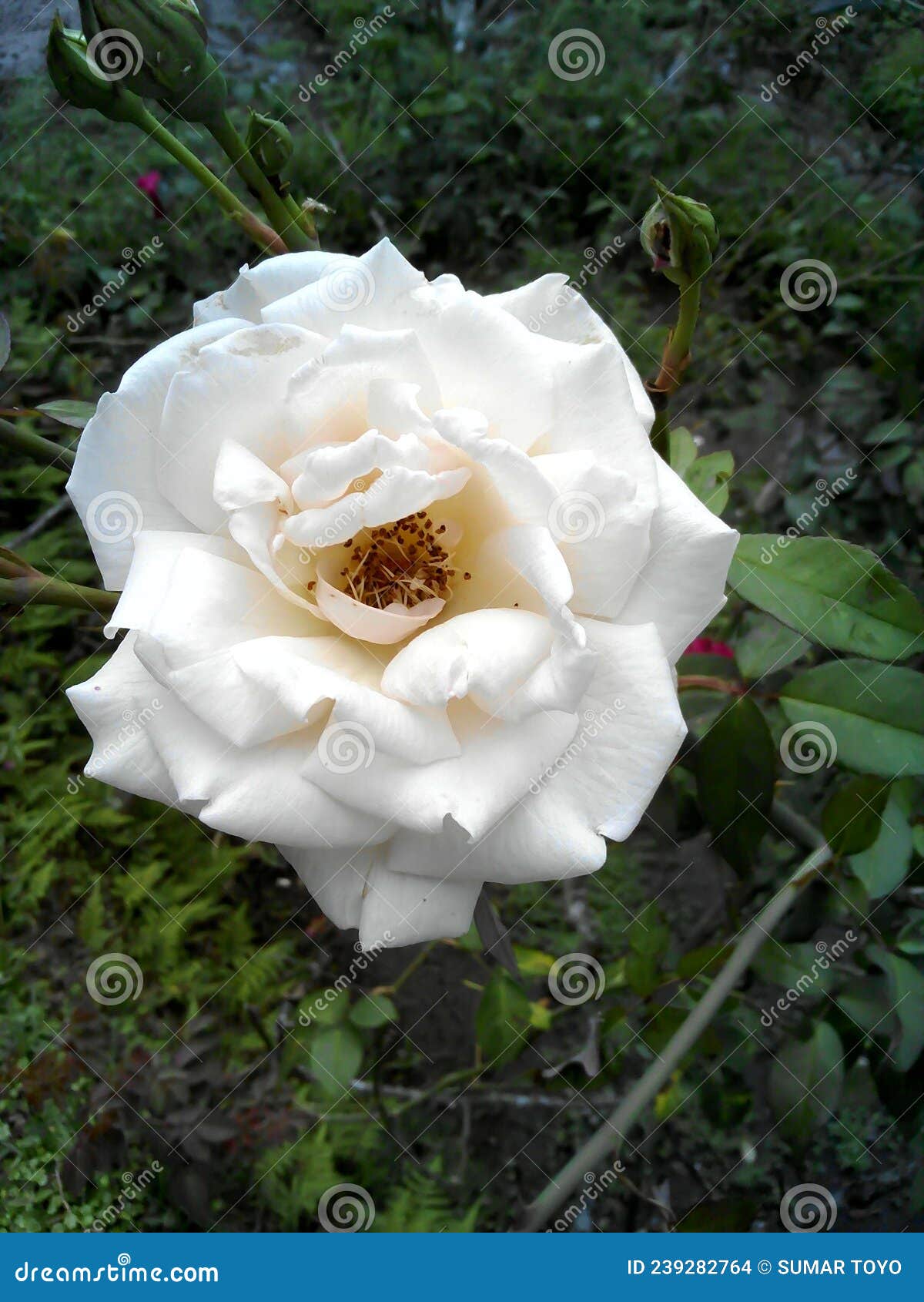 White Roses Symbolize Purity and Youth Stock Photo - Image of park ...