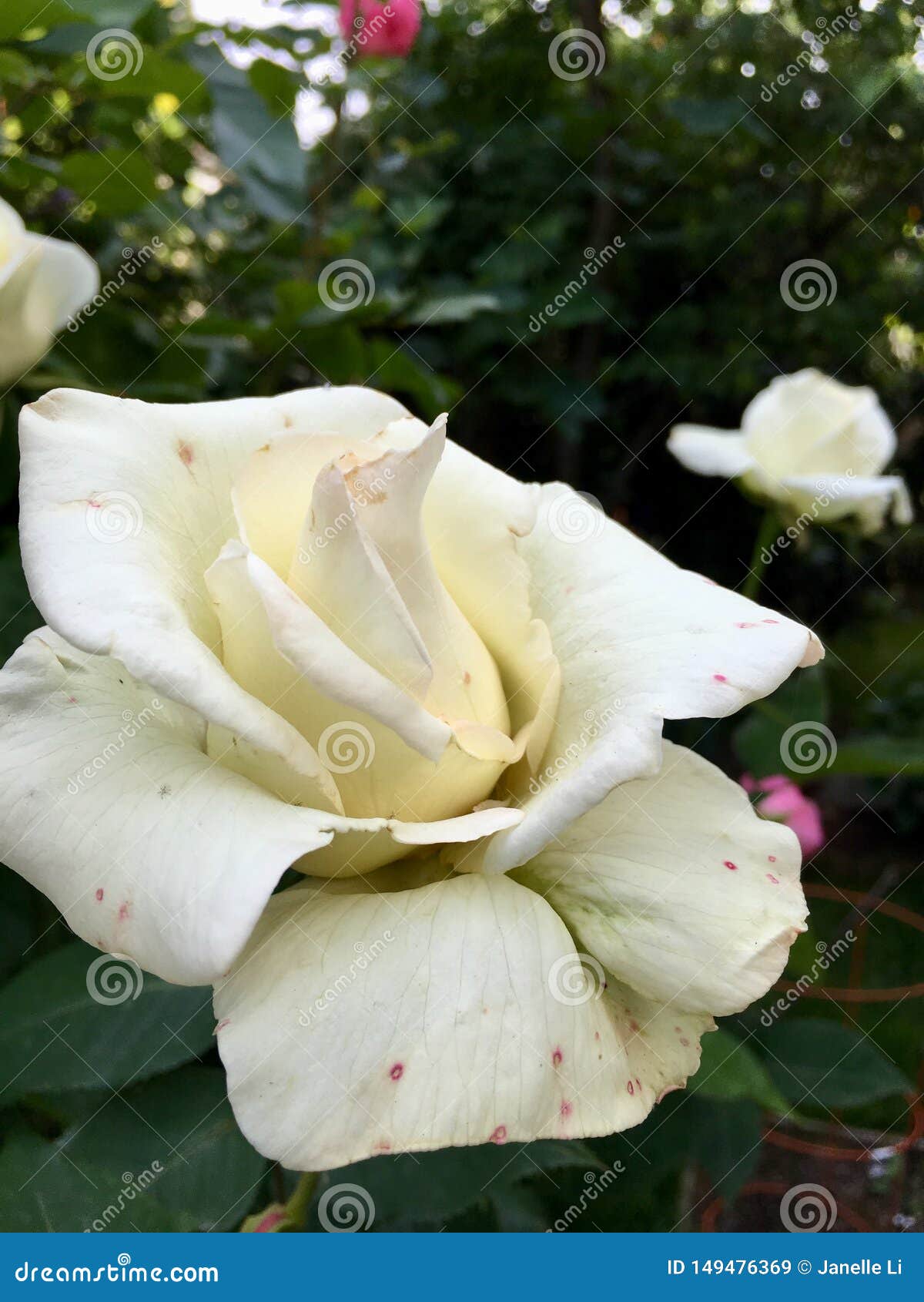 White Roses stock image. Image of small, spots, roses - 149476369