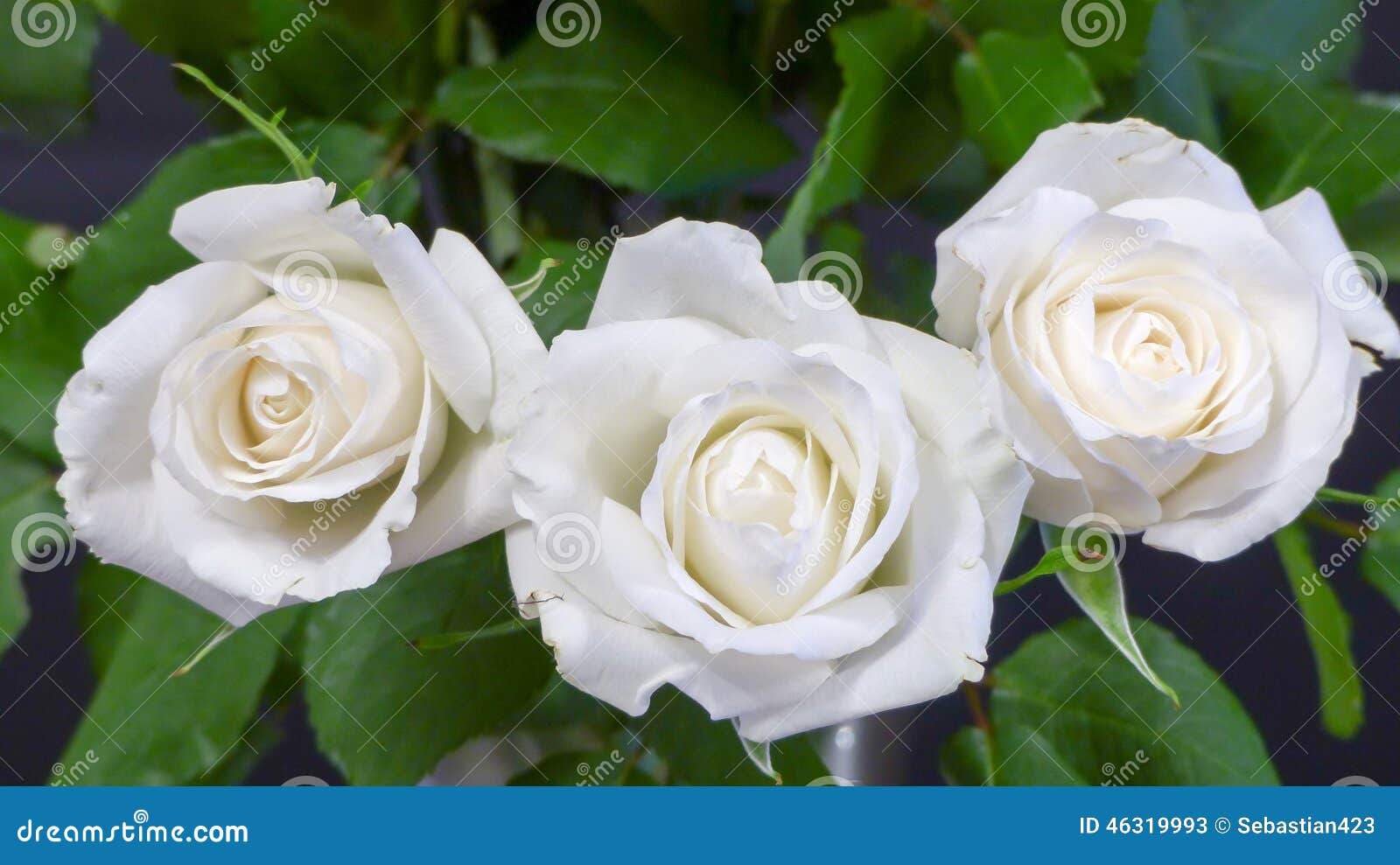 White roses stock image. Image of love, blossom, anniversary - 46319993