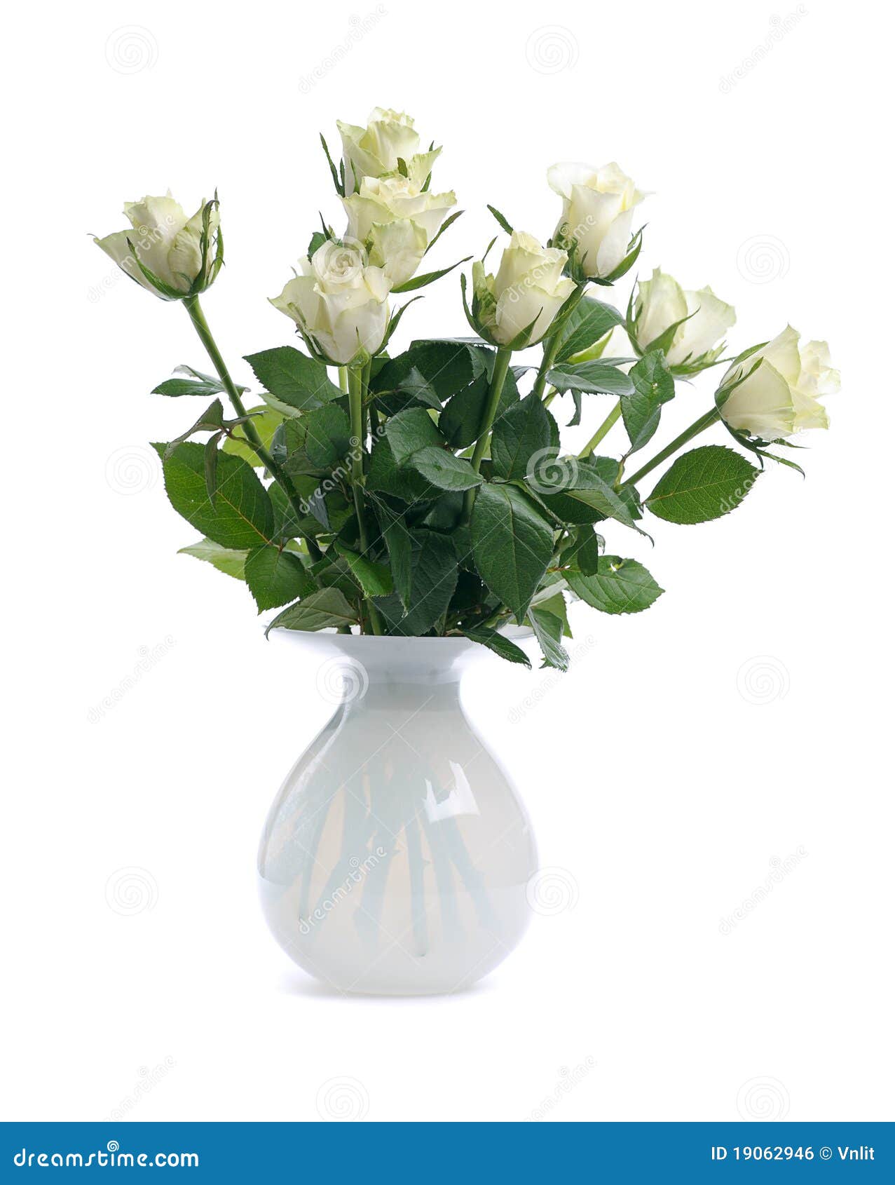 White roses in vase stock photo. Image of rose, bright - 19062946