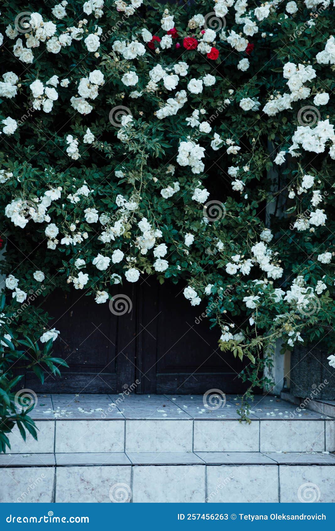 The Wall is Covered with White Roses Stock Image - Image of gardening ...