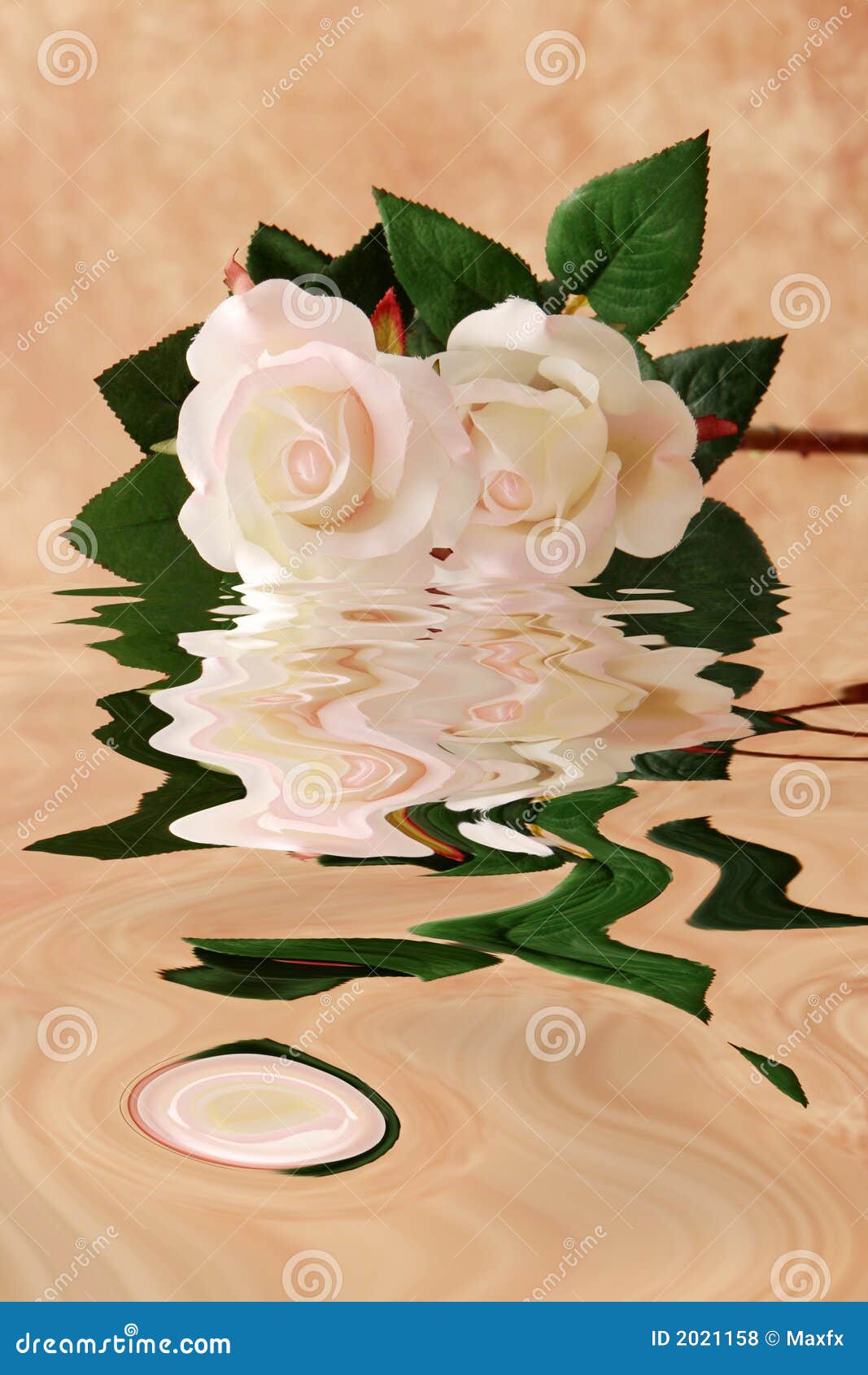 White roses in water stock photo. Image of garden, botany - 2021158