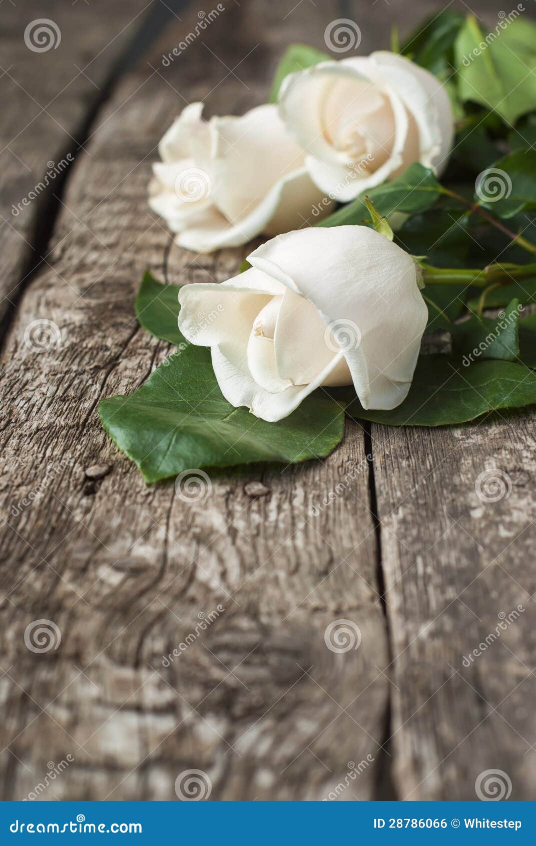 White Roses on the Wooden Table Stock Photo - Image of beautiful, three ...