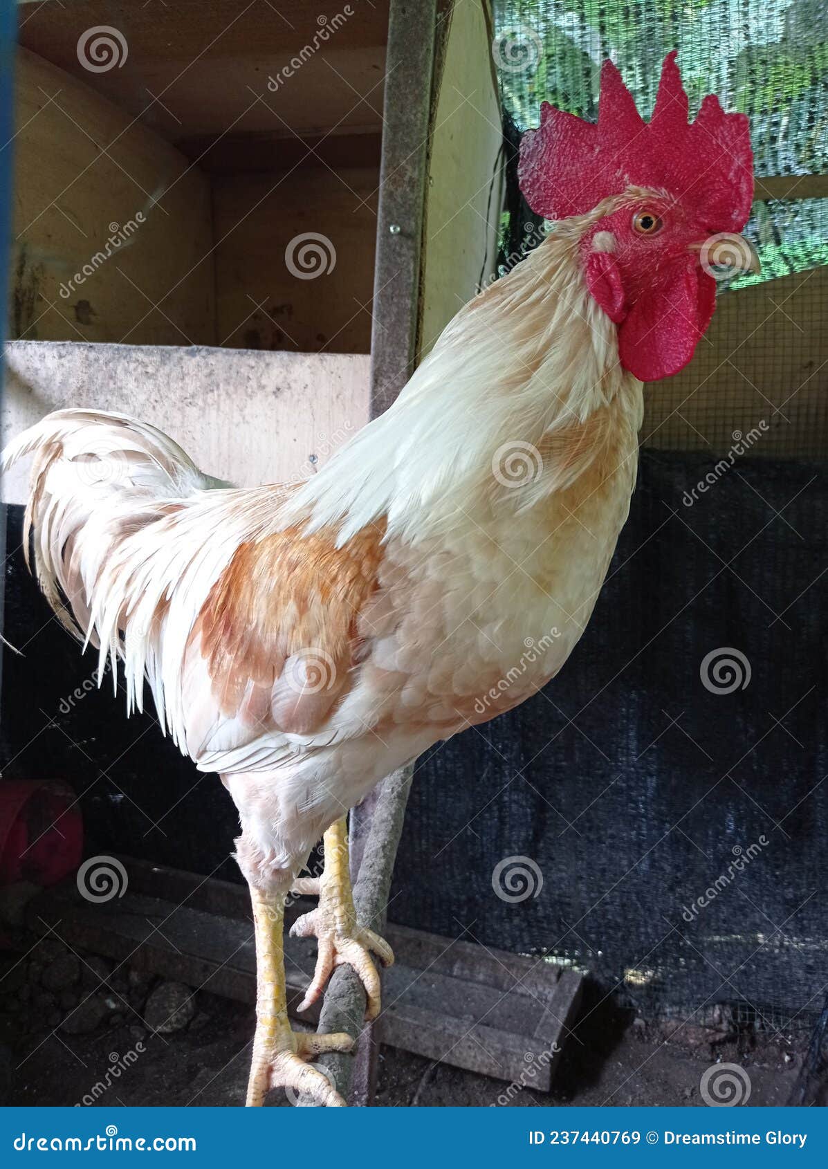 White Roster Chicken in the Chicken Coops Stock Image - Image of parrot ...