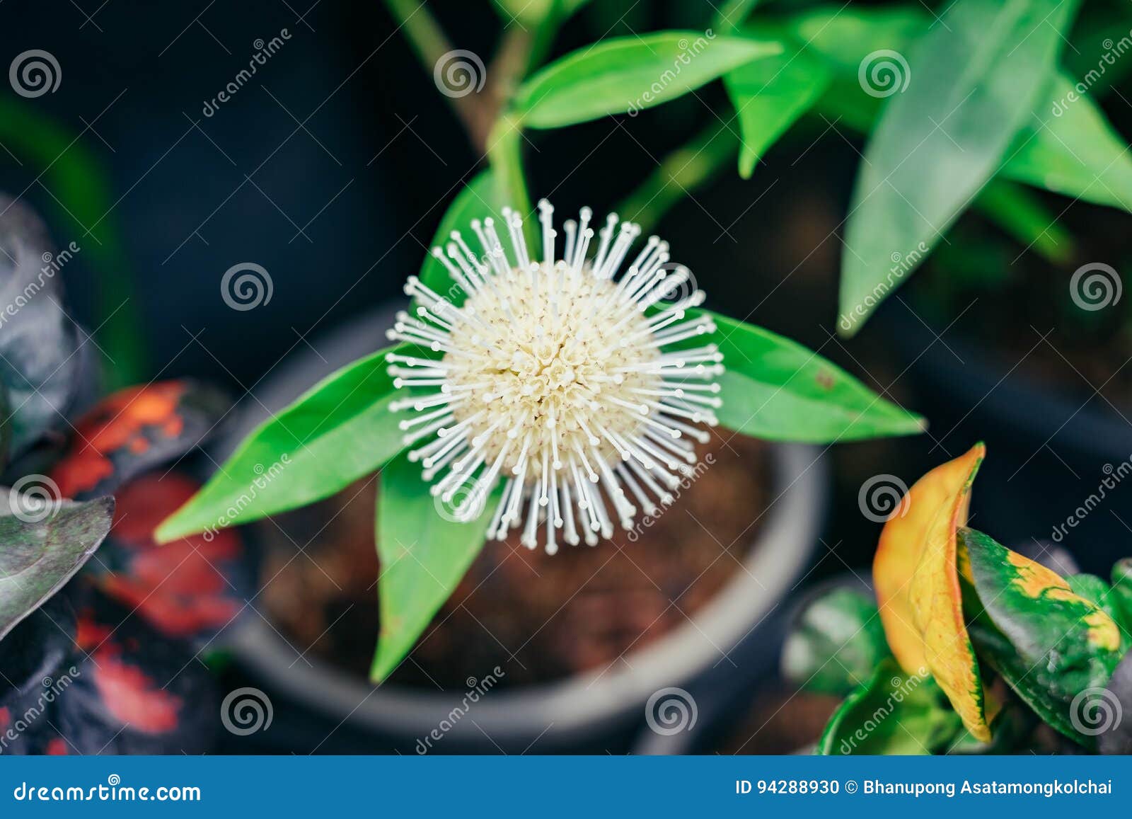 White Round Ball Flower in the Pot at Garden Stock Photo - Image of ...