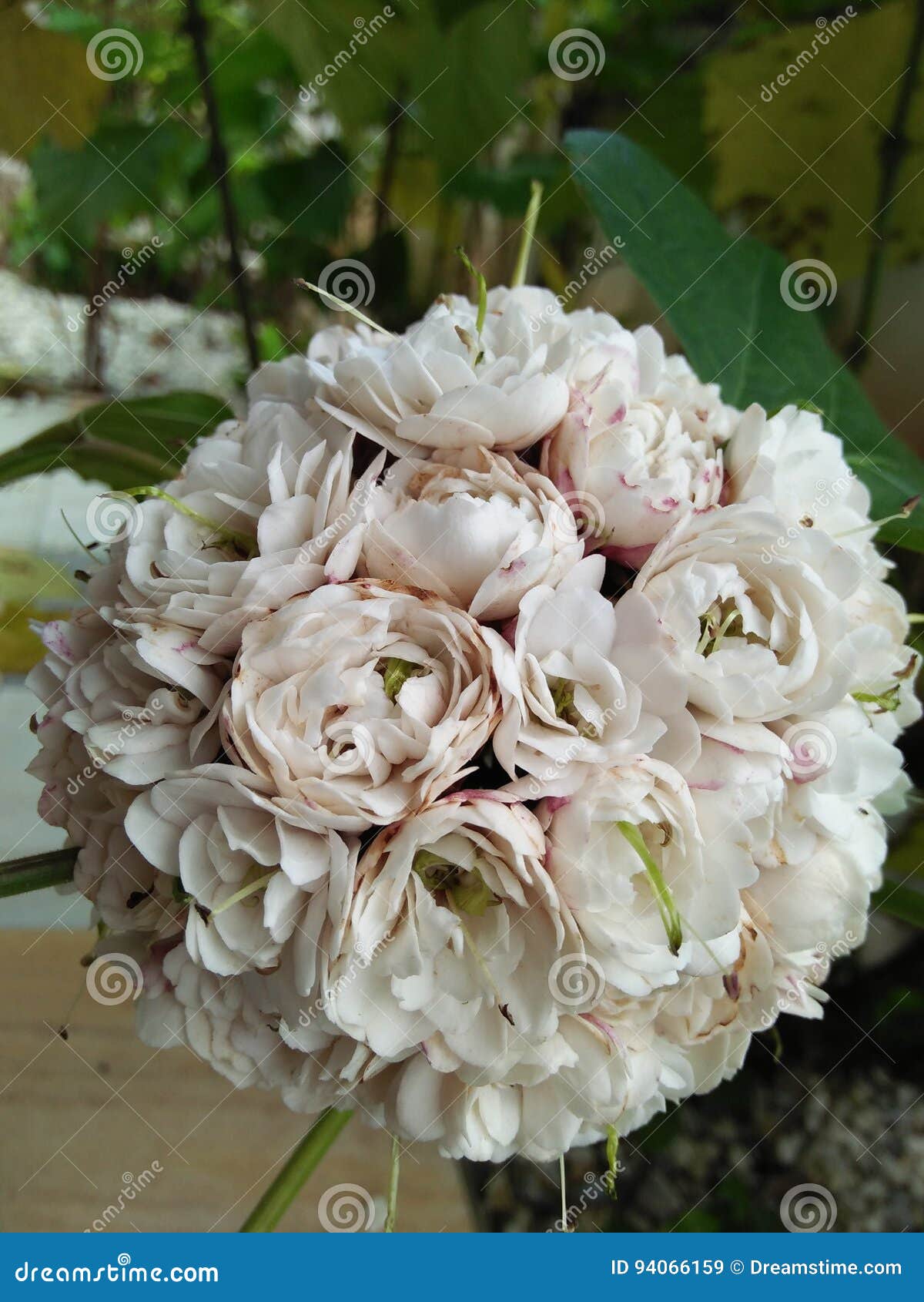 White round flower stock image. Image of round, glory - 94066159