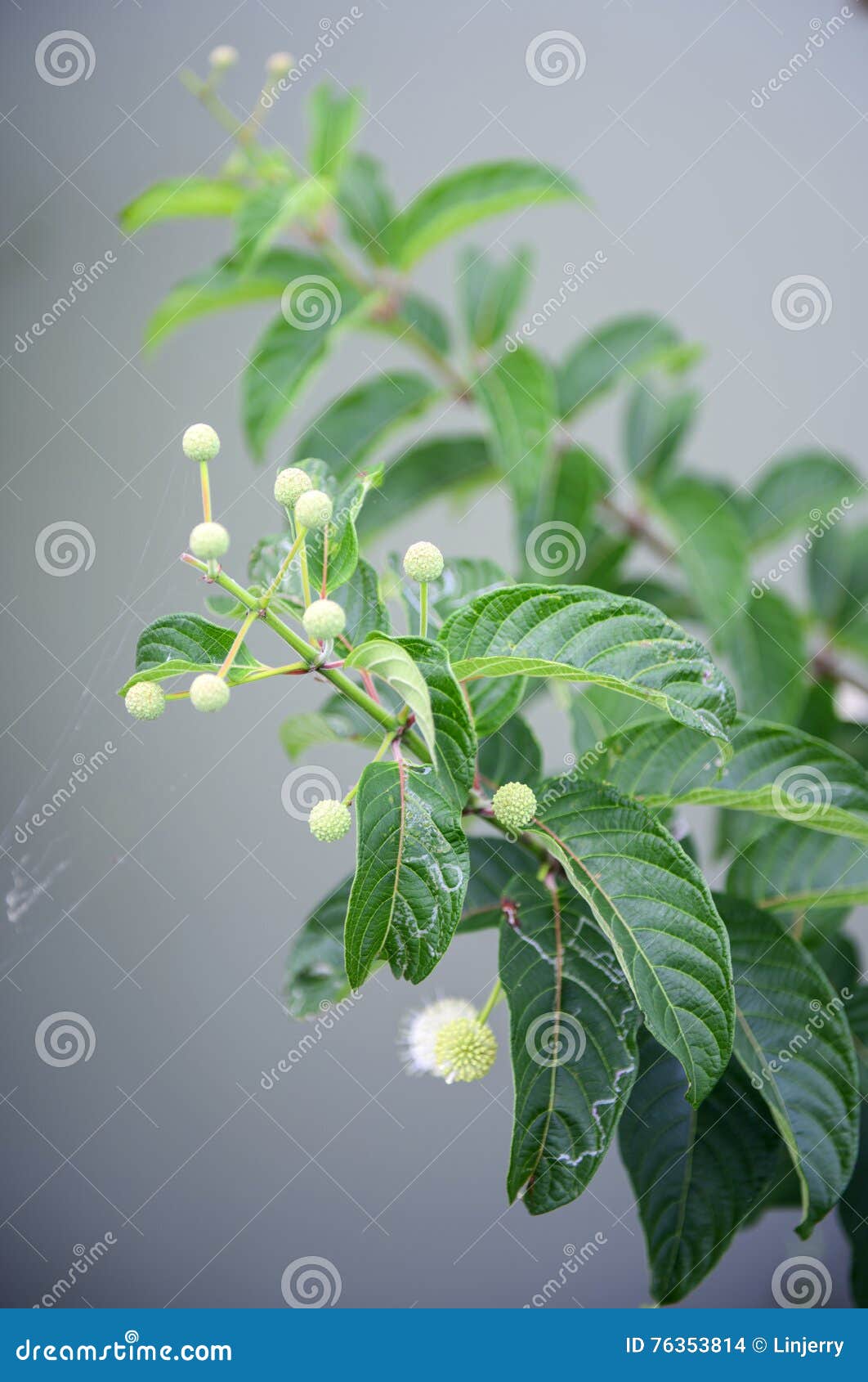 White Round Flower of Buttonbush (cephalanthus Occidentalis) Stock ...