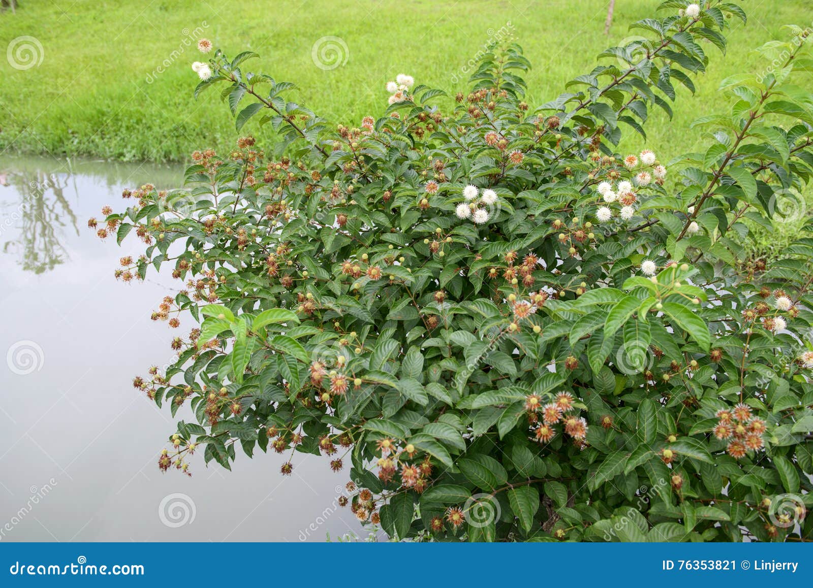 White Round Flower of Buttonbush (cephalanthus Occidentalis) Stock ...