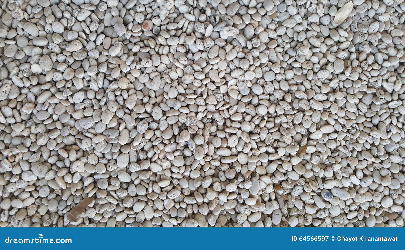 White Round River Pebbles Texture with Some Dry Leaves Stock Image ...