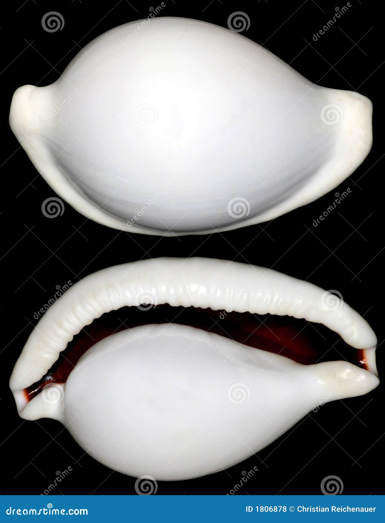 White Round Snail Shell on Black Stock Photo - Image of macro ...