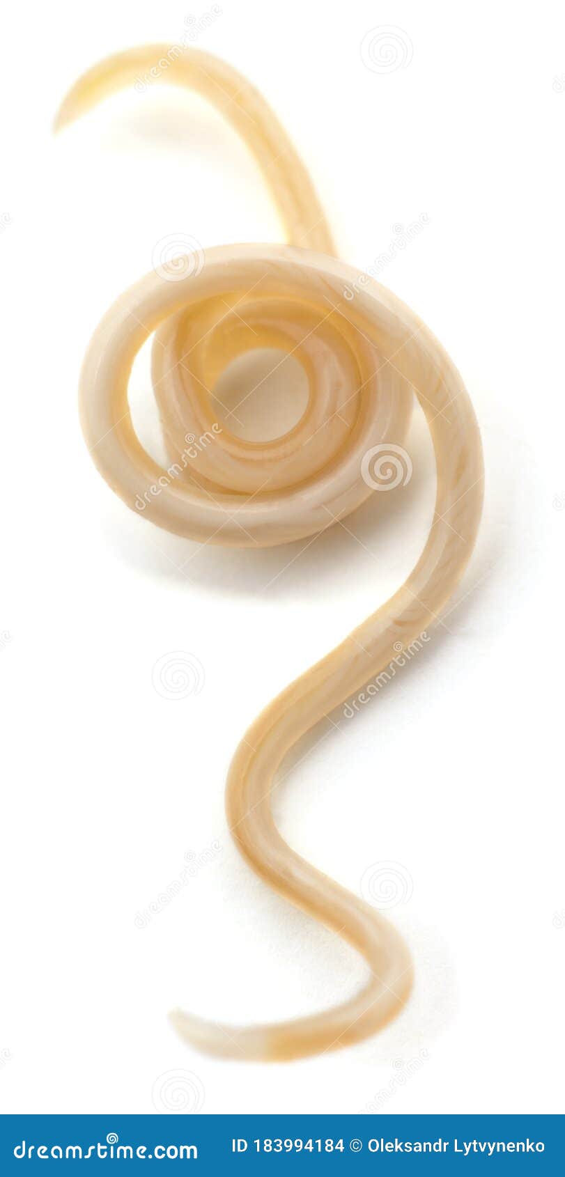 White roundworm parasite stock photo. Image of ascaris - 183994184