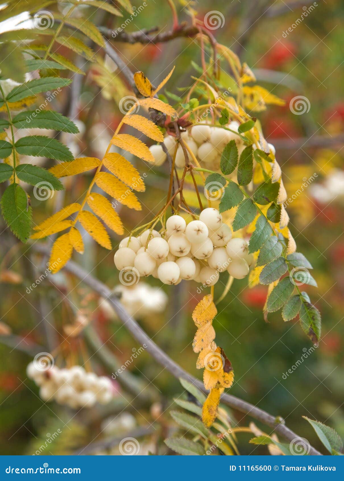 White rowan berries stock photo. Image of color, natural - 11165600