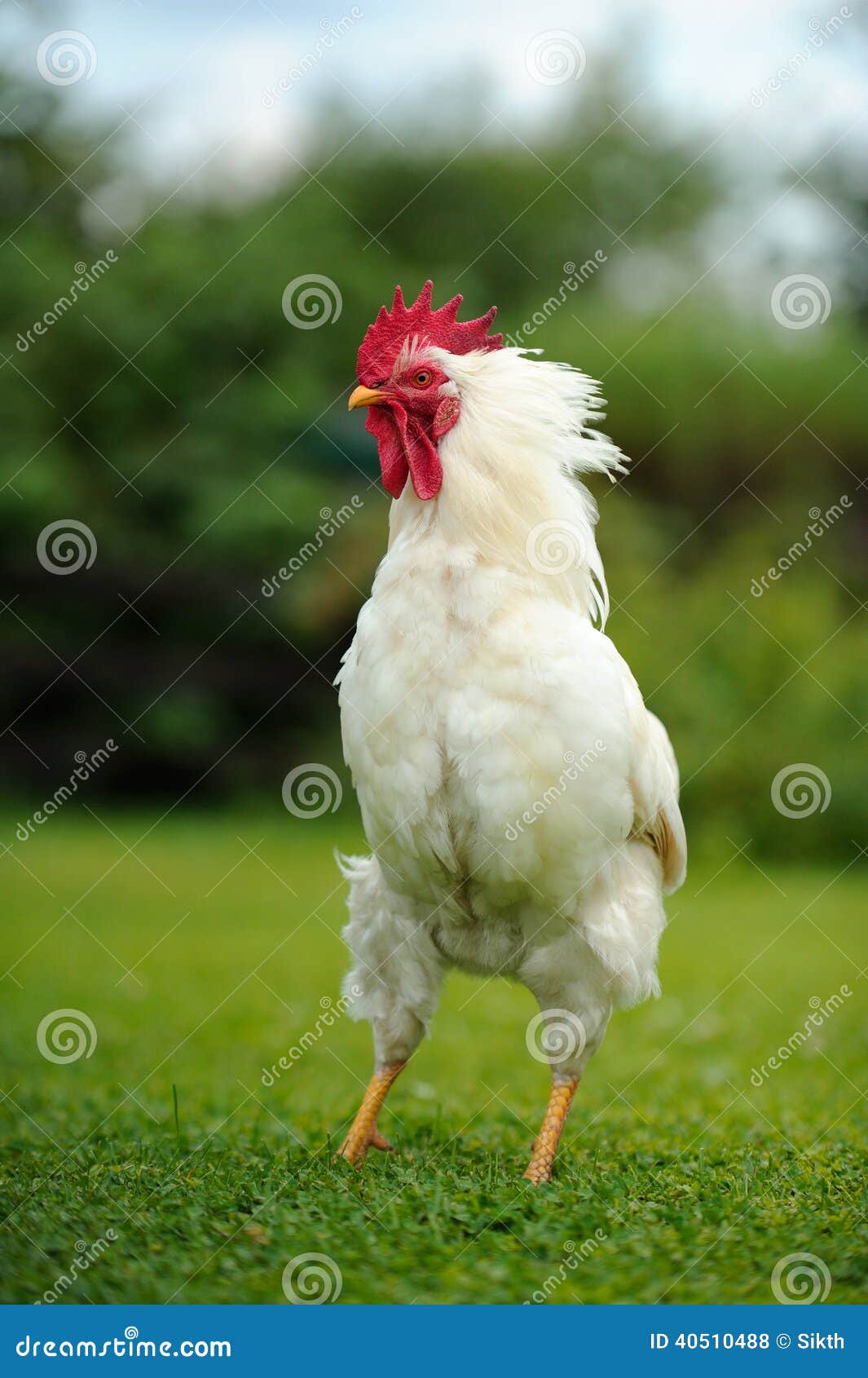 White Ruffled Rooster stock photo. Image of farm, bird - 40510488