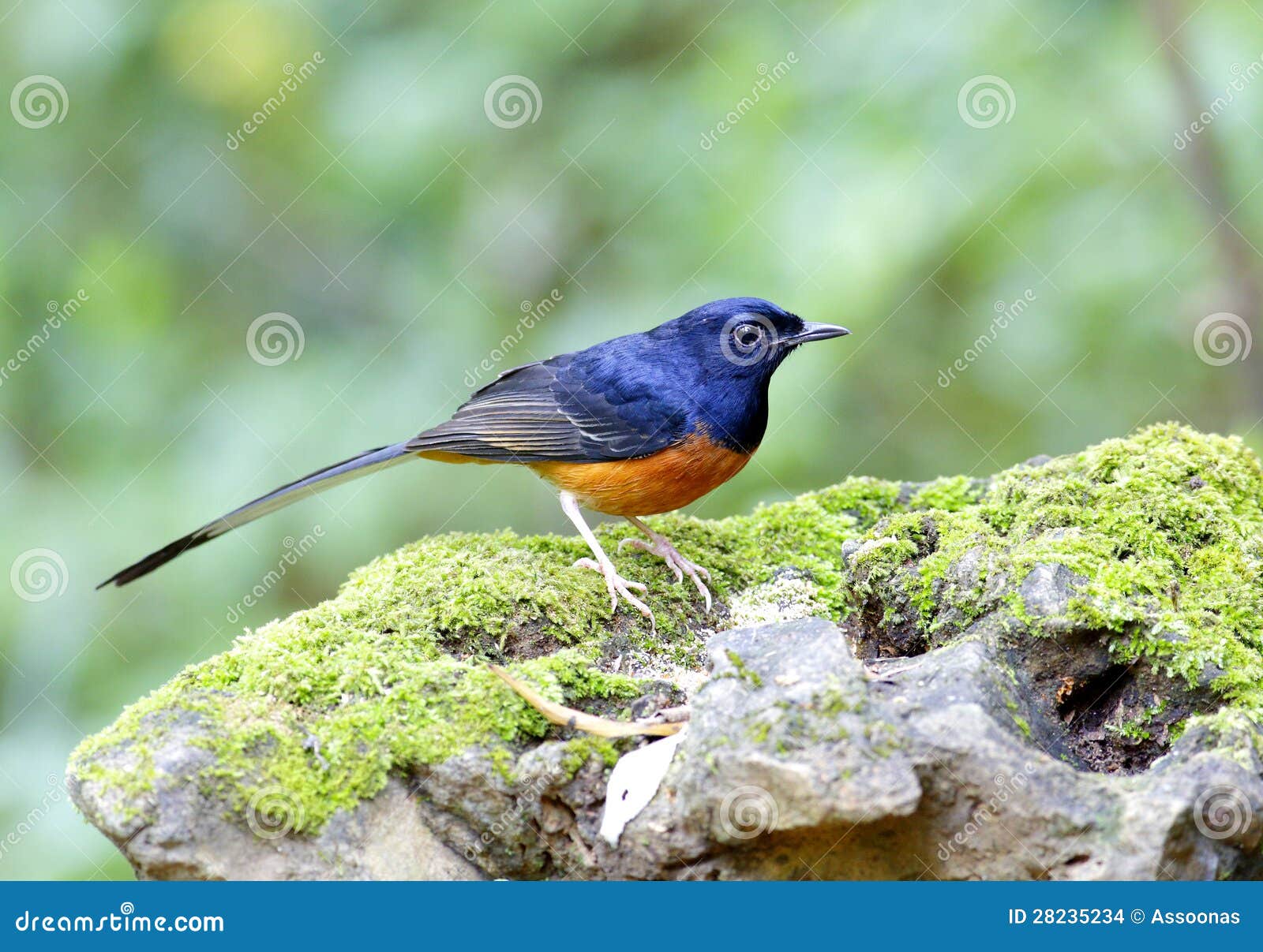 White-rumped Shama stock photo. Image of european, countryside - 28235234