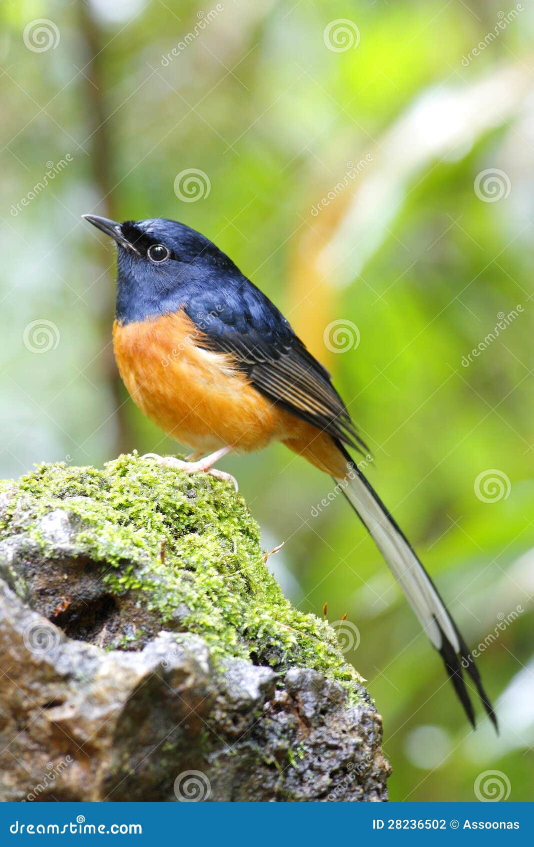 White-rumped Shama stock photo. Image of animal, feathered - 28236502