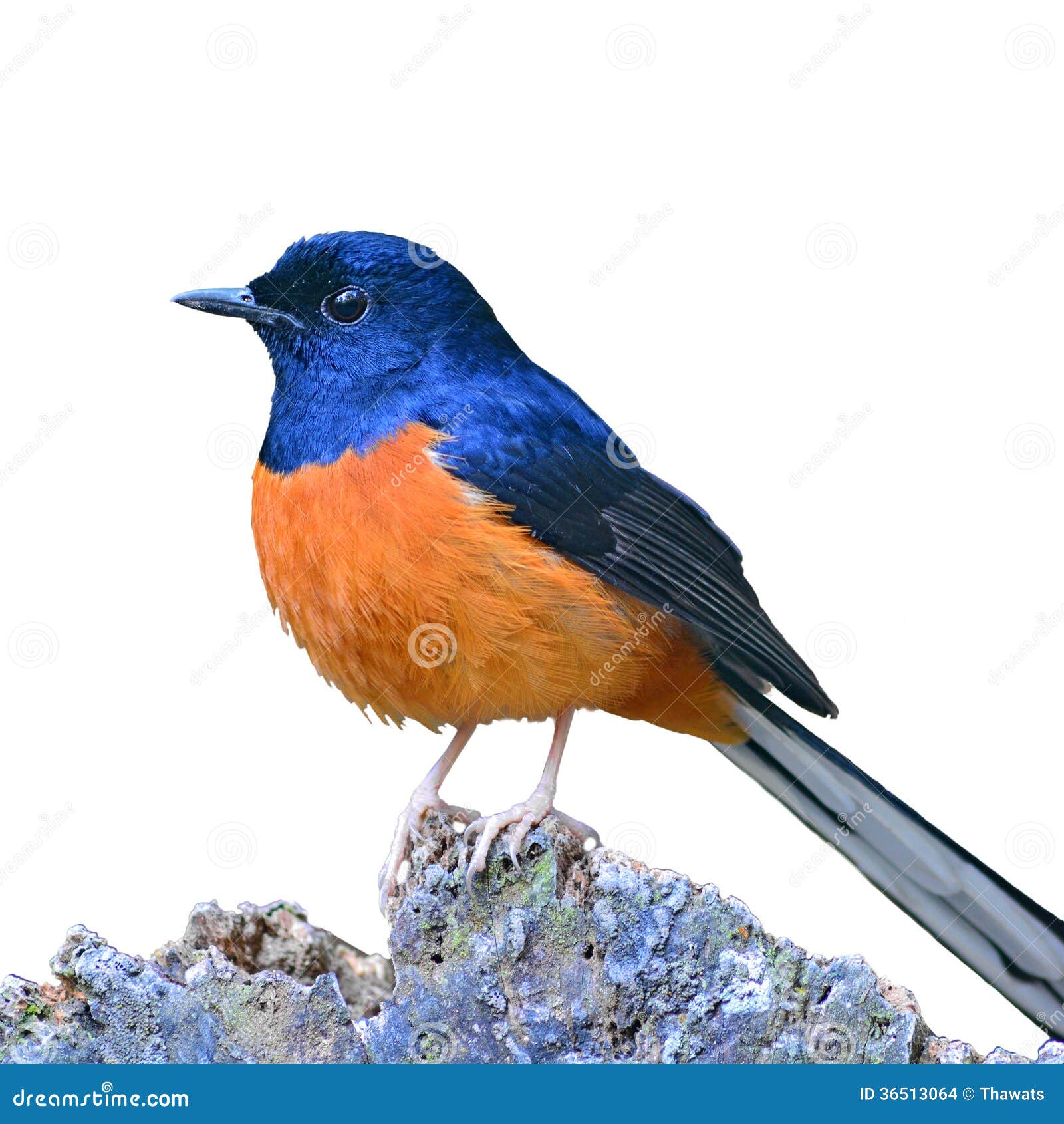 White-Rumped Shama bird stock photo. Image of native - 36513064
