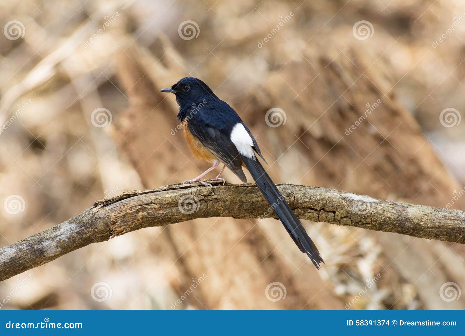 White-rumped Shama Bird on the Branch Stock Photo - Image of thailand ...