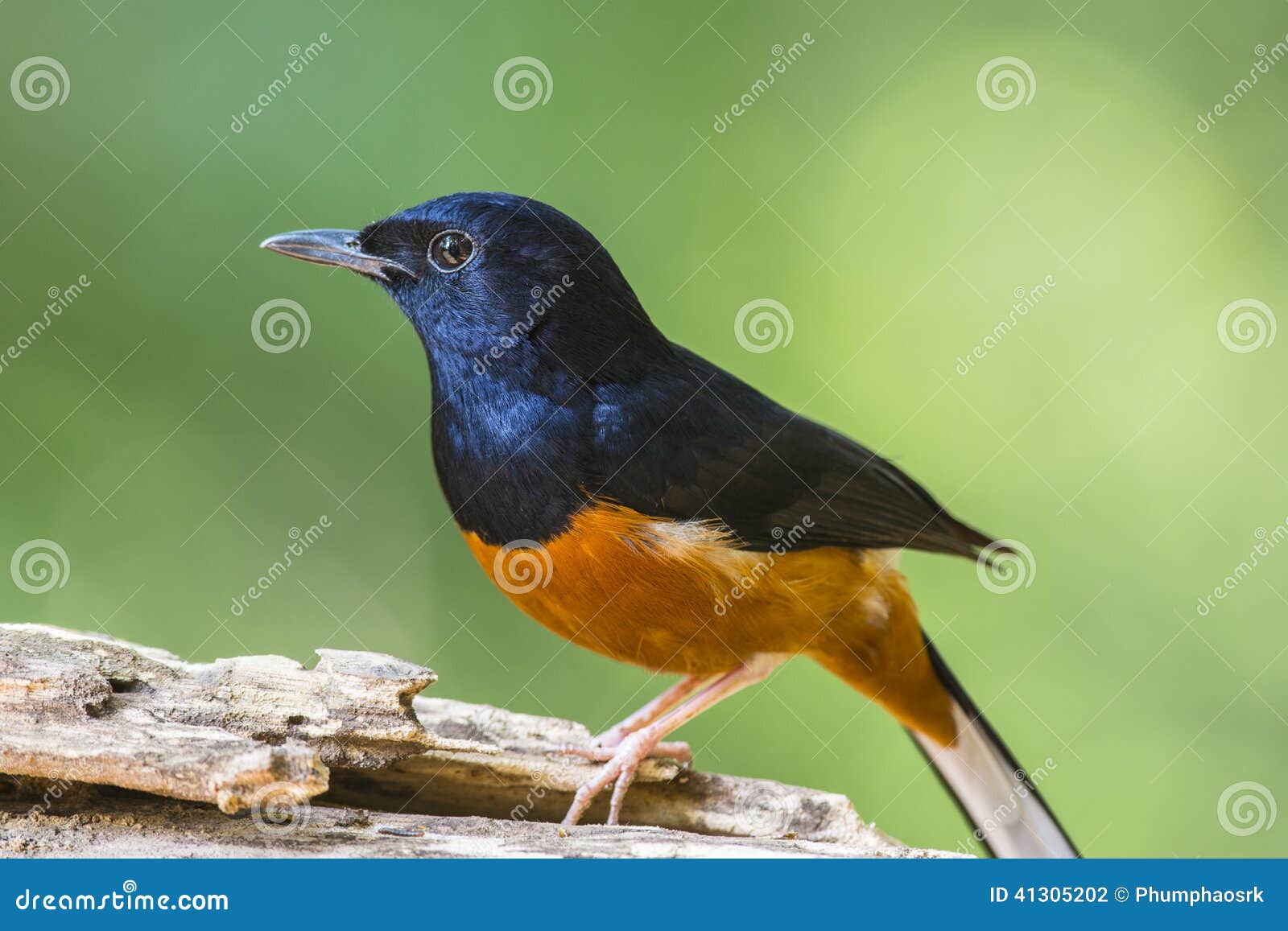 White-rumped Shama, Bird stock photo. Image of green - 41305202