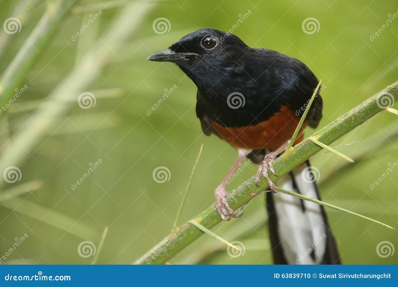 White-rumped shama stock photo. Image of beautiful, thailand - 63839710