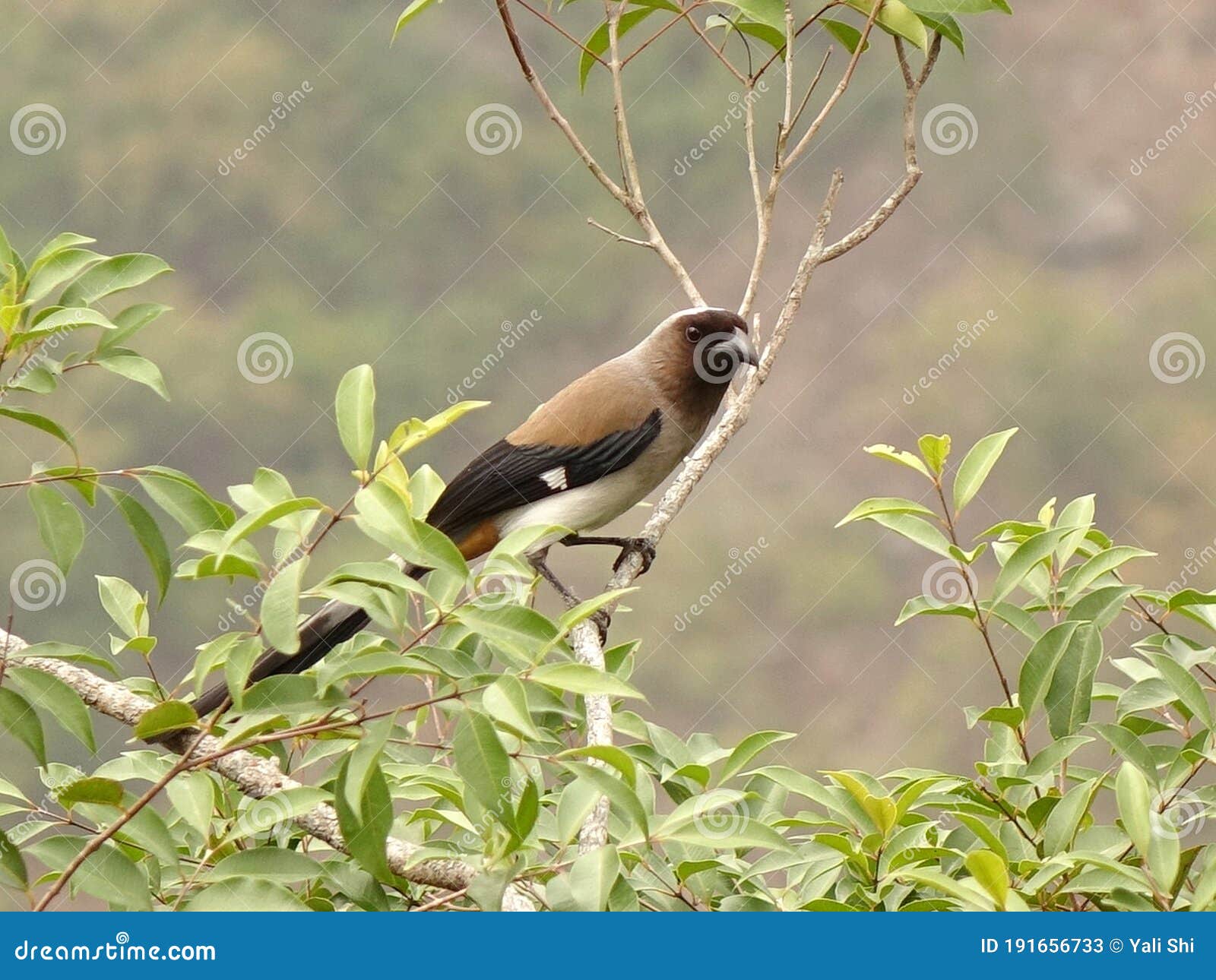 A white-rumped shama bird stock image. Image of nature - 191656733
