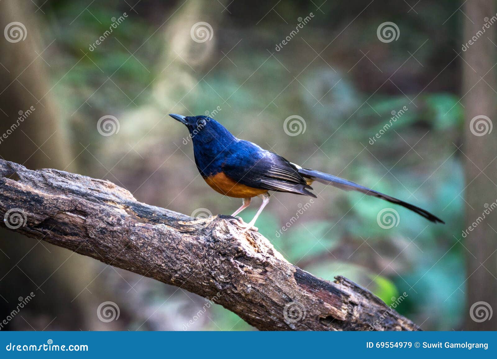 White-rumped Shama bird stock image. Image of black, wild - 69554979