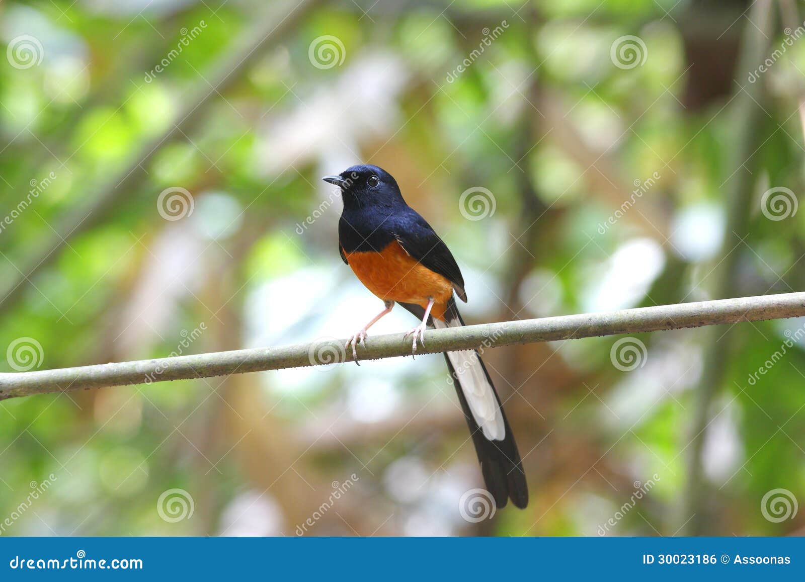 White-rumped Shama male stock photo. Image of green, perched - 30023186