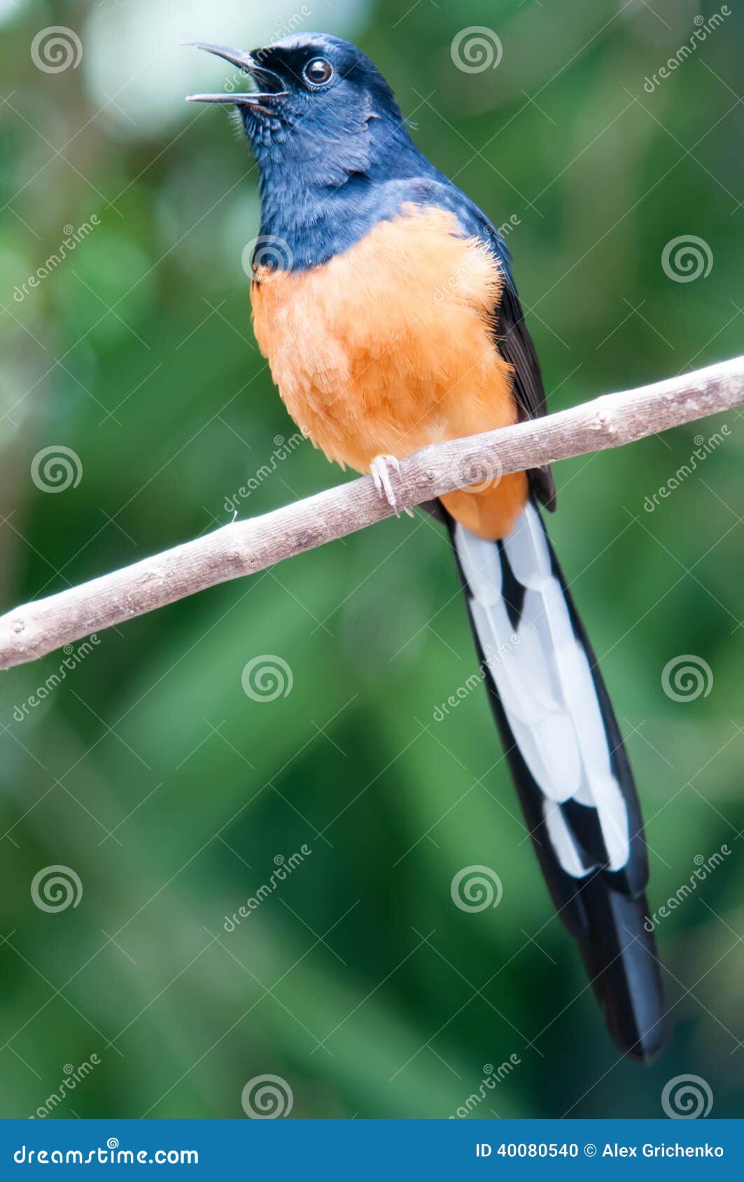 White-Rumped Shama stock photo. Image of male, branch - 40080540