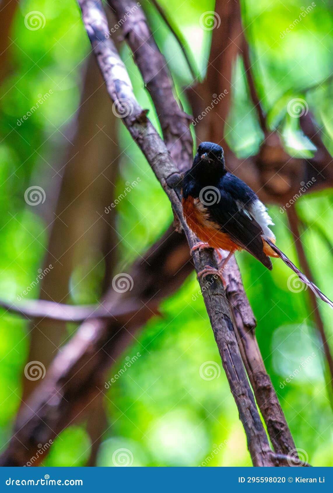White-rumped Shama (Copsychus Malabaricus) Spotted Outdoors in ...