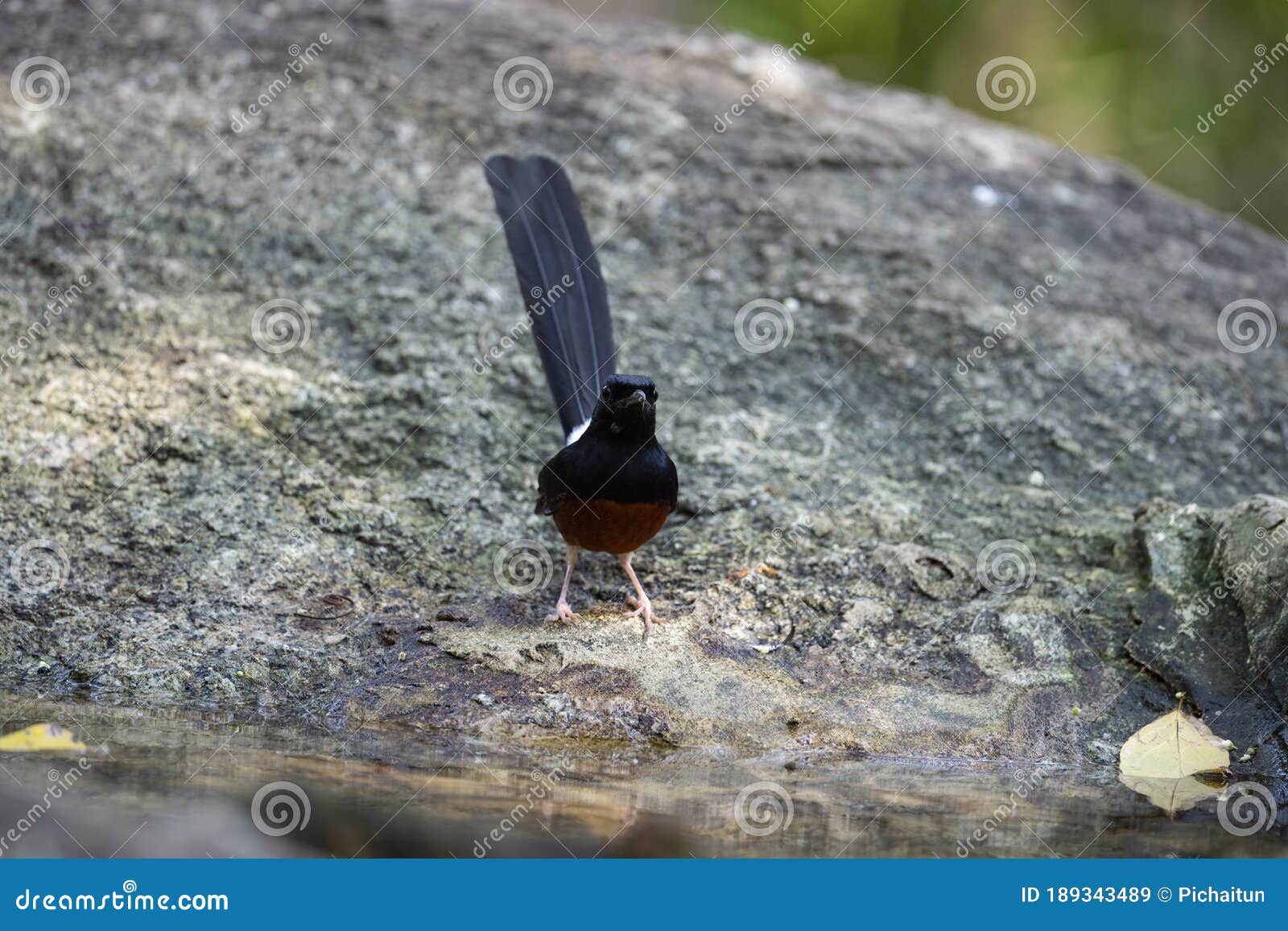 White - rumped Shama stock image. Image of feather, white - 189343489