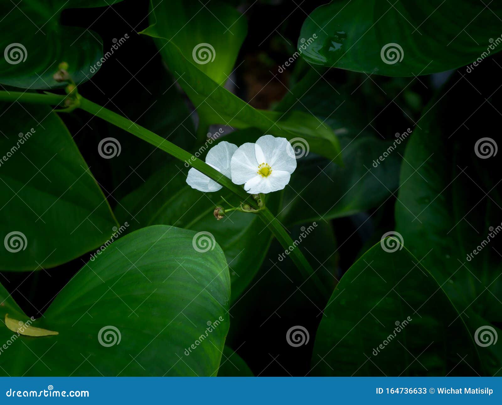 White Rush Flowers Blooming Stock Image - Image of branch, evergreen ...
