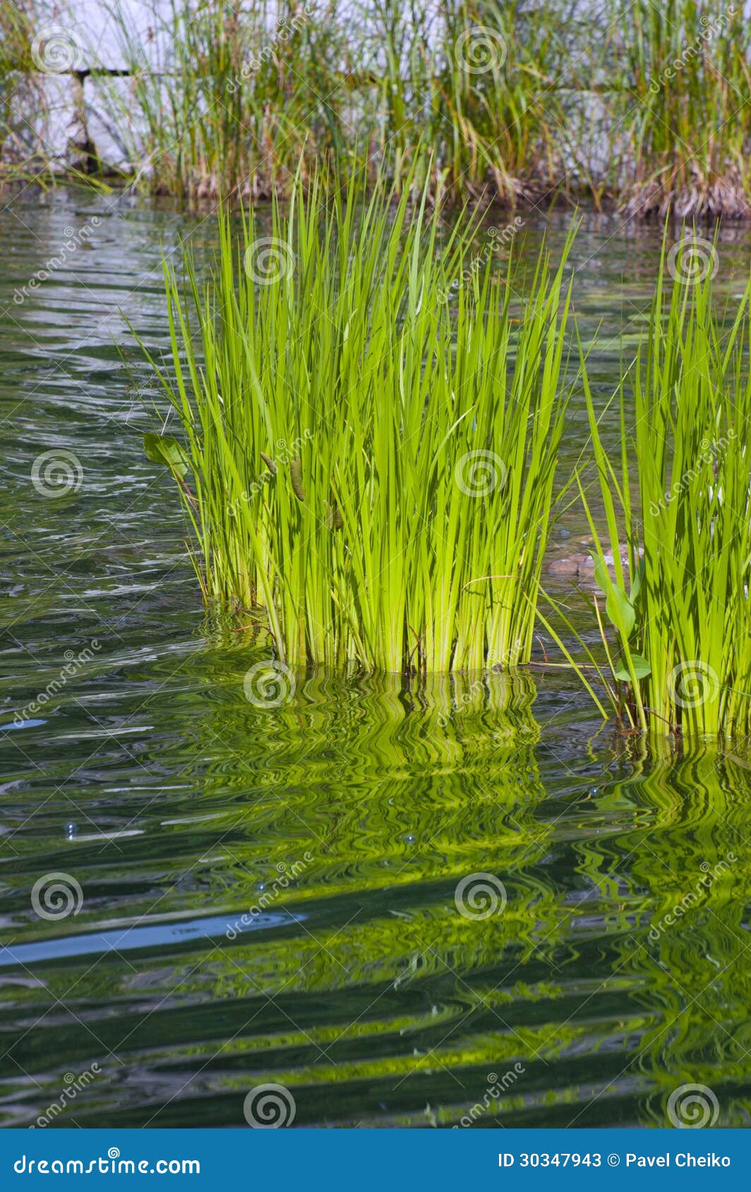 White Rush Pond Plant stock image. Image of brushwood - 30347943