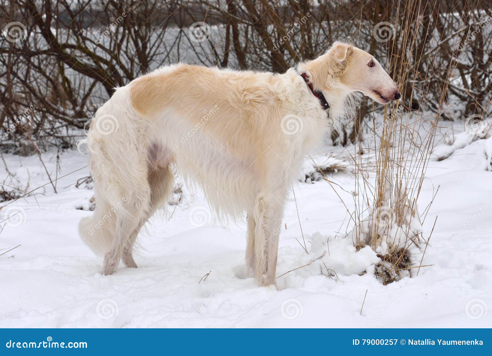 White Russian Borzoi stock image. Image of posing, power - 79000257