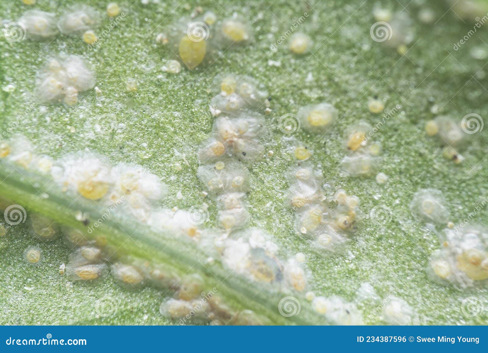 White Rust Albugo Parasite On The Leave. Stock Photography ...