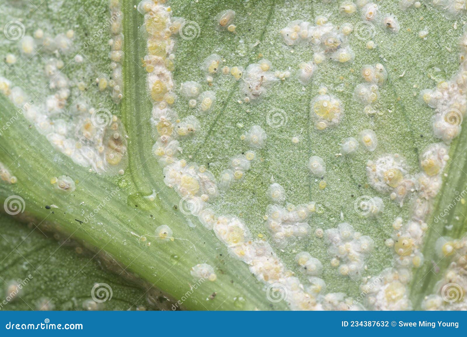 White Rust Albugo Parasite on the Leave. Stock Photo - Image of ...