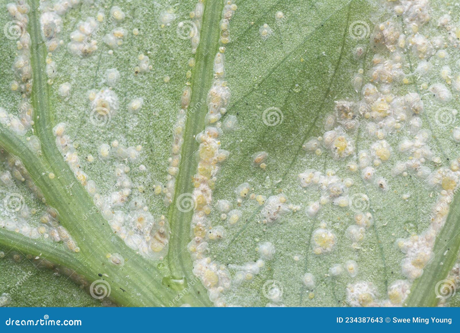 White Rust Albugo Parasite on the Leave. Stock Image - Image of leaf ...
