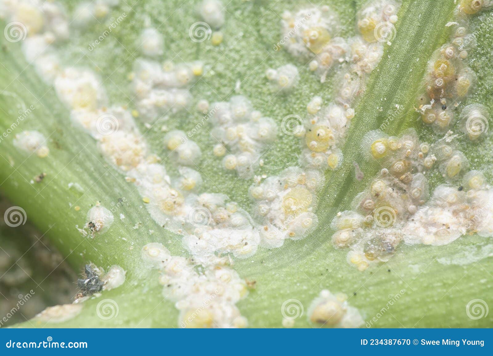 White Rust Albugo Parasite on the Leave. Stock Photo - Image of ...