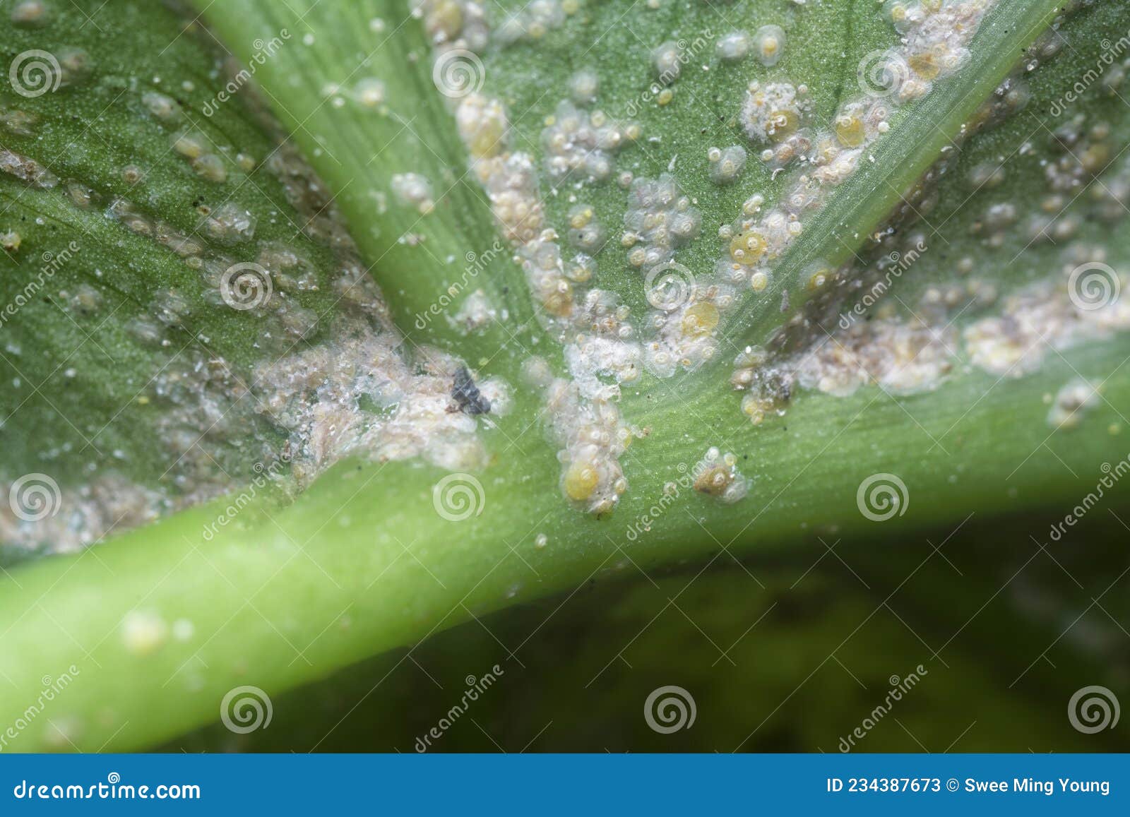 White Rust Albugo Parasite On The Leave Stock Image Image Of Leave