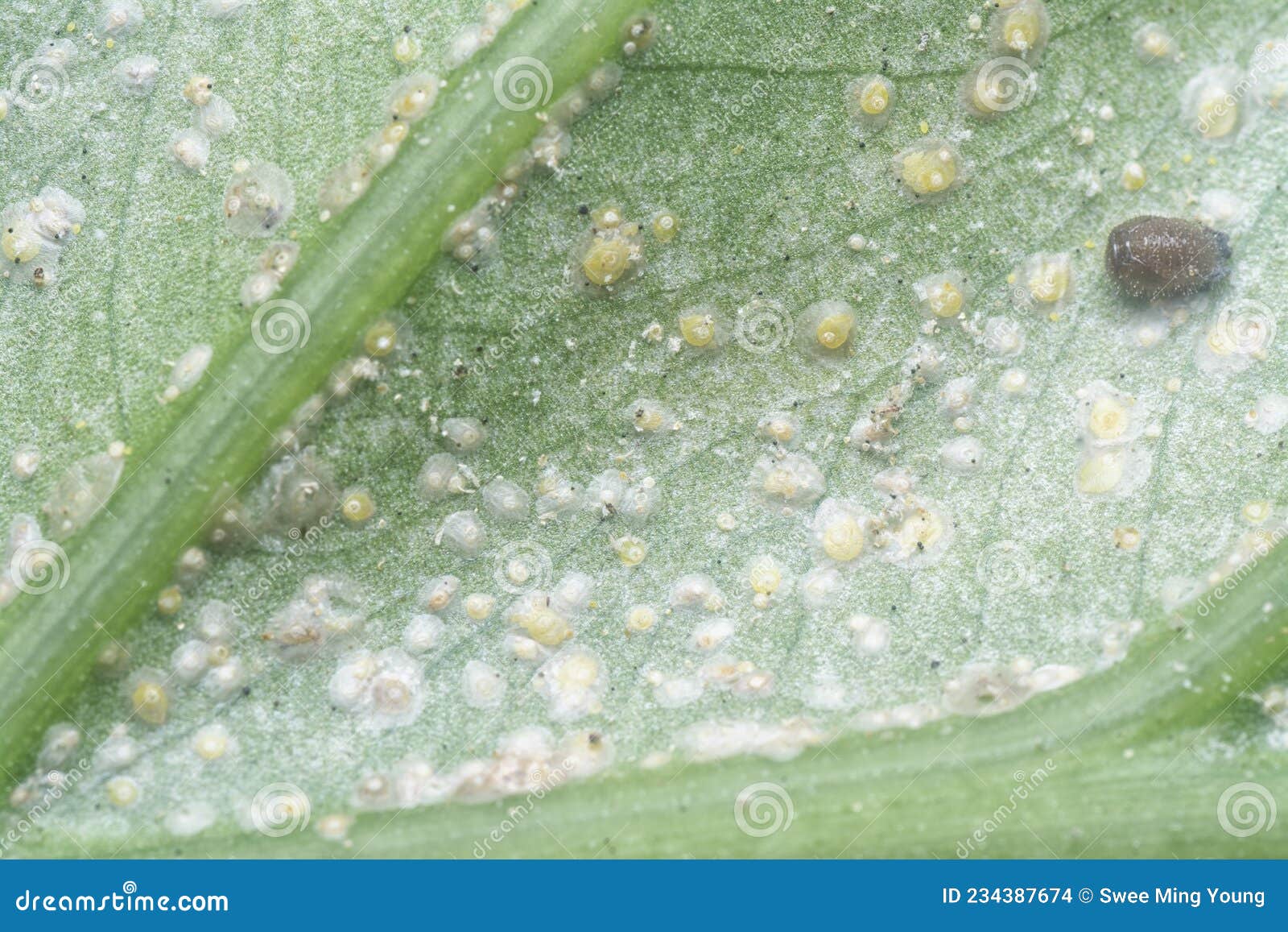 White Rust Albugo Parasite on the Leave. Stock Photo - Image of ...
