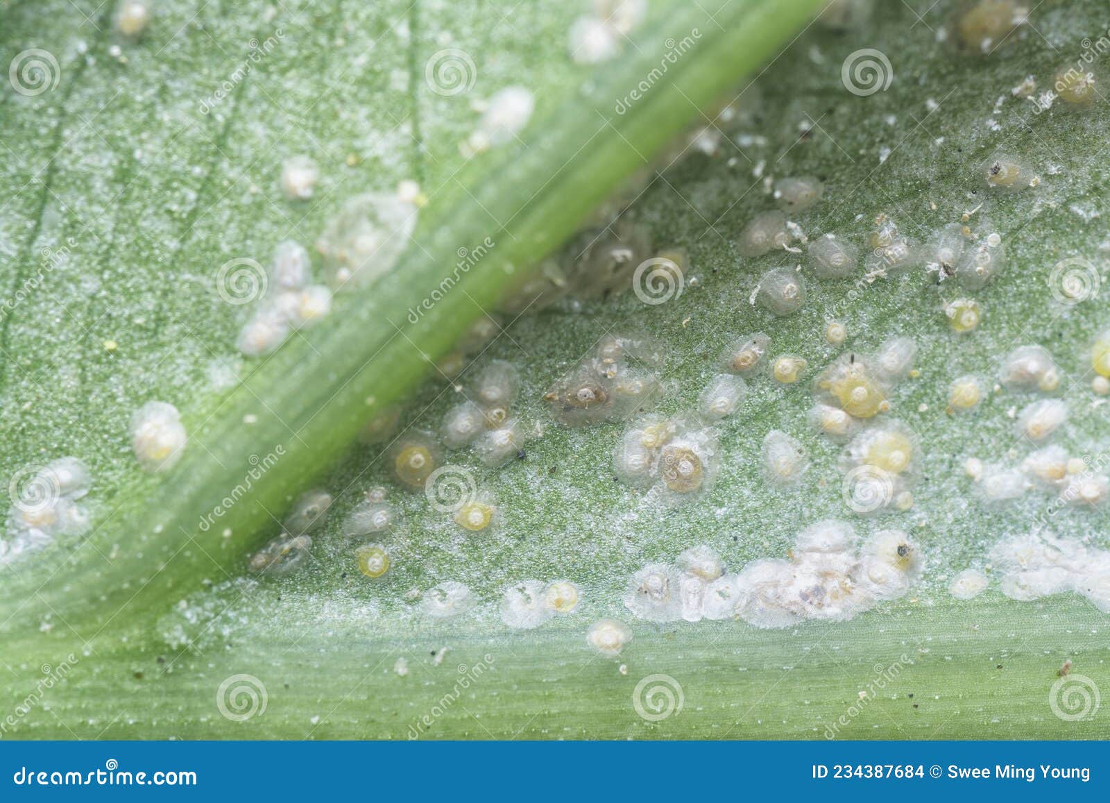 White Rust Albugo Parasite on the Leave. Stock Photo - Image of juncea ...