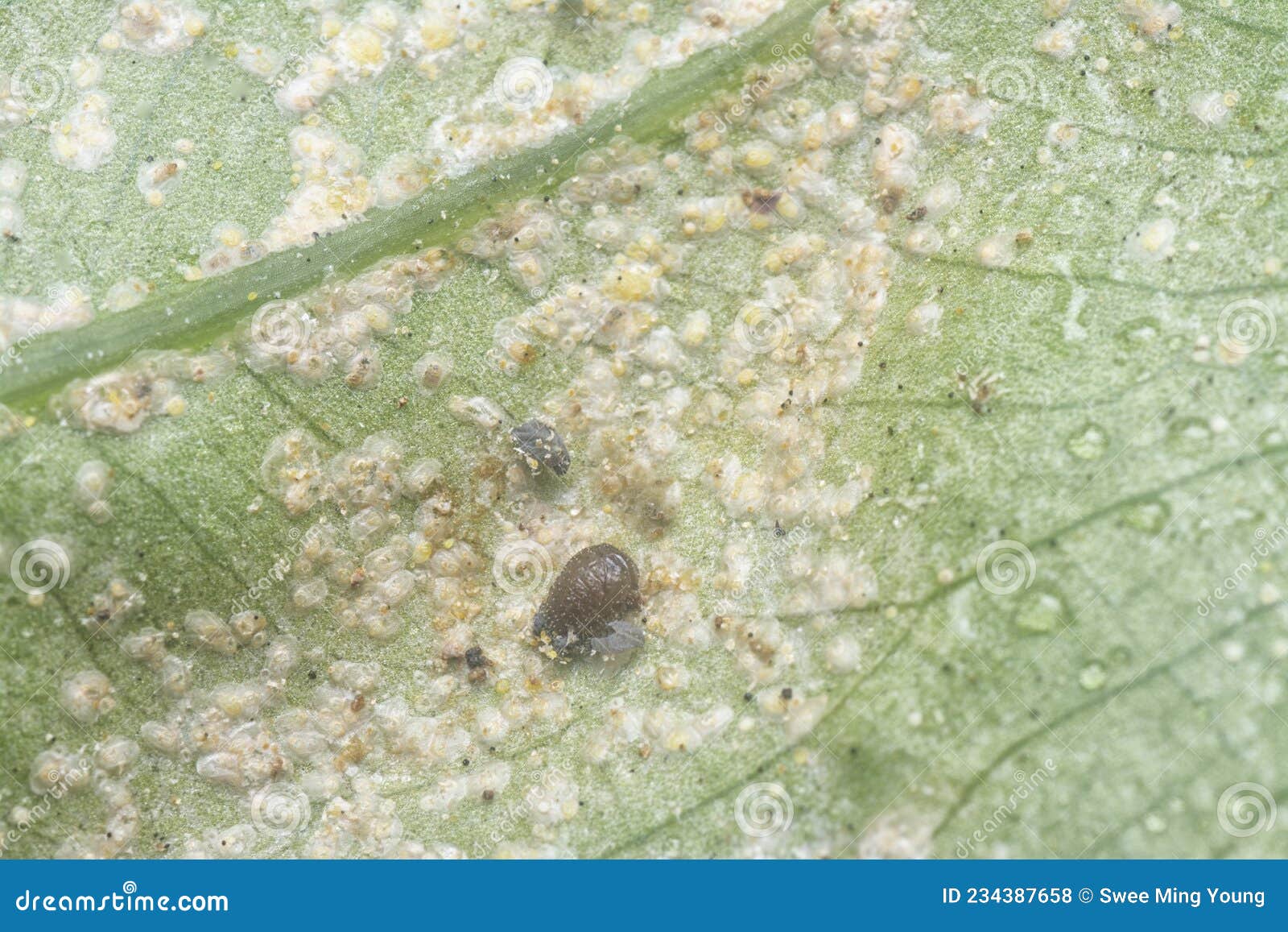 White Rust Albugo Parasite on the Leave. Stock Photo - Image of fungi ...