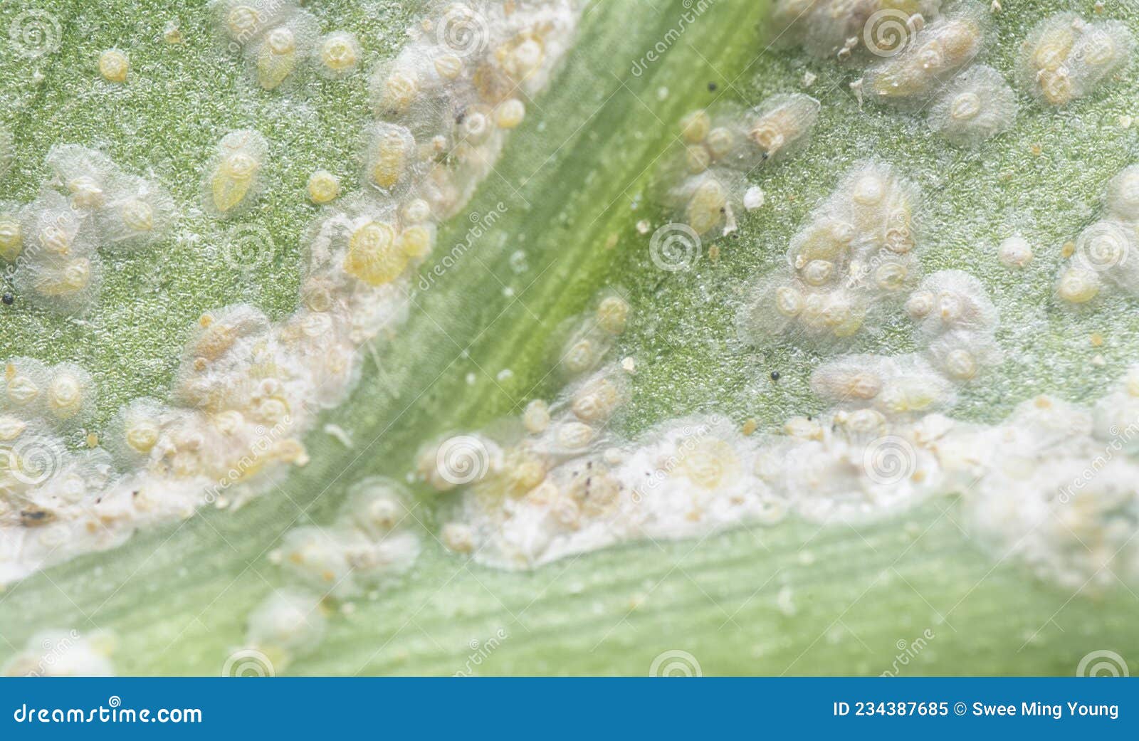 White Rust Albugo Parasite on the Leave. Stock Image - Image of growth ...
