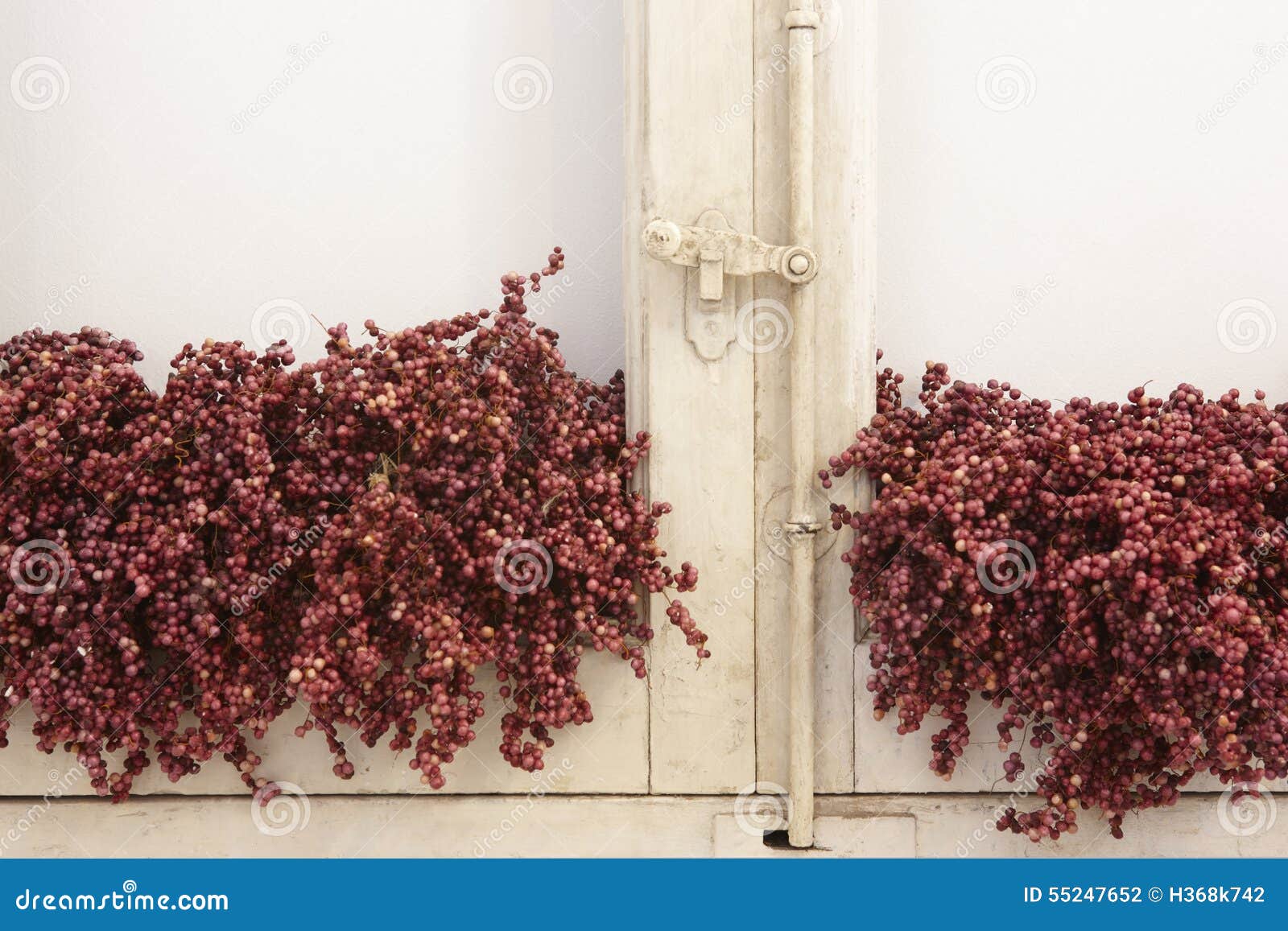 White Rusted Window Frame and Red Plants with Background Wall Stock ...
