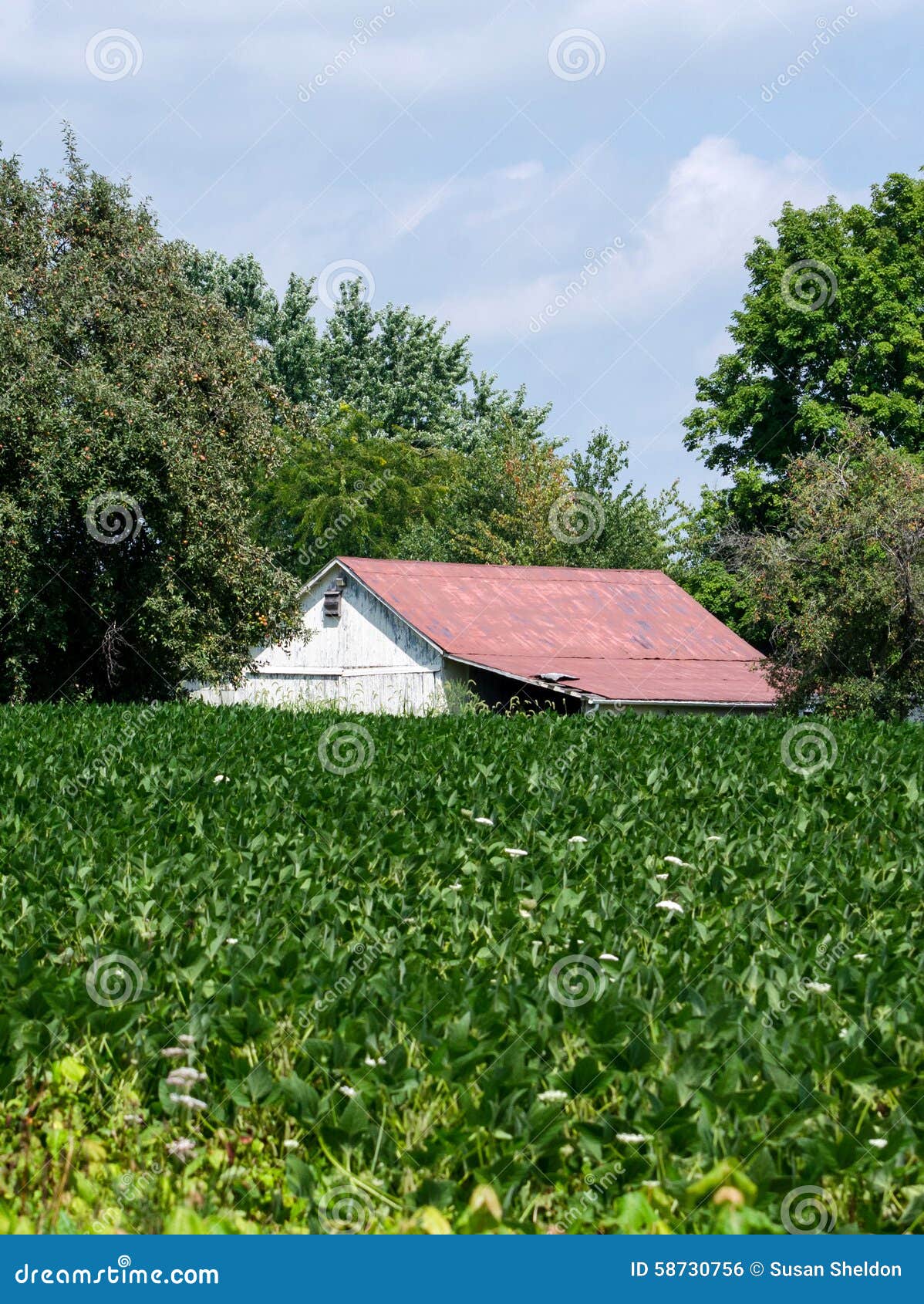 White Rustic Michigan barn stock photo. Image of outdoors - 58730756
