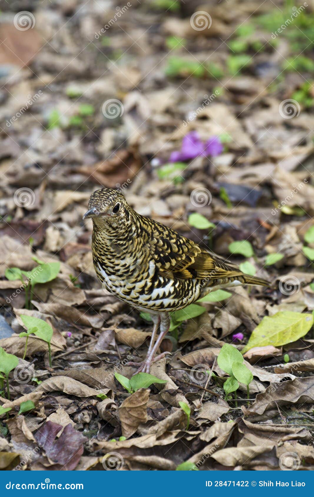 White S Scaly Thrush,Zoothera Dauma Stock Photo - Image of long, nature ...