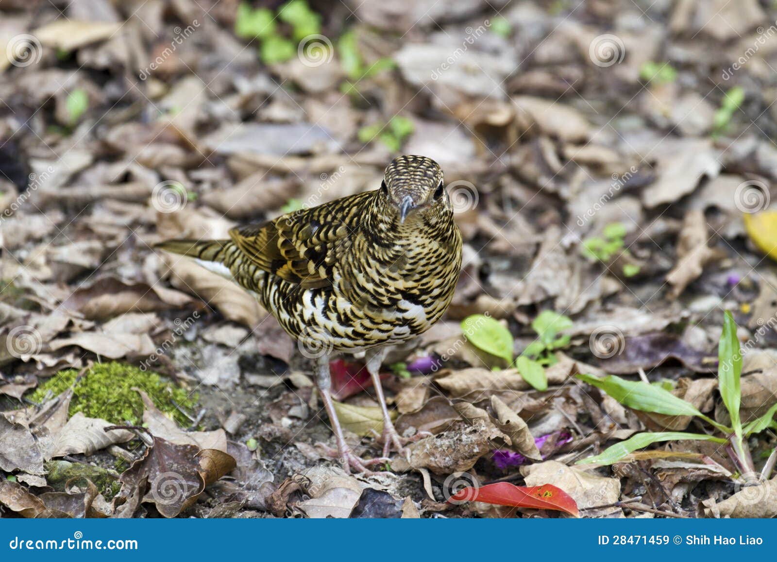 White S Scaly Thrush,Zoothera Dauma Stock Image - Image of bird, brown ...