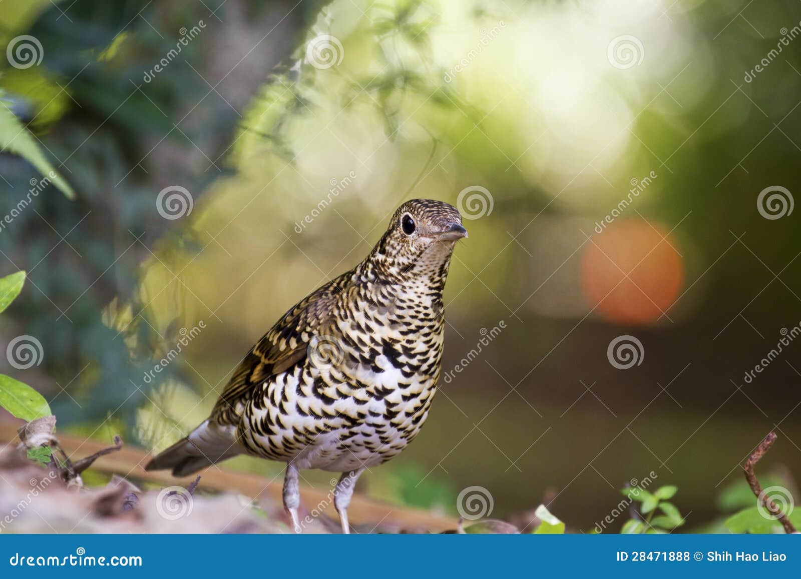 White S Scaly Thrush,Zoothera Dauma Stock Photo - Image of little, leaf ...