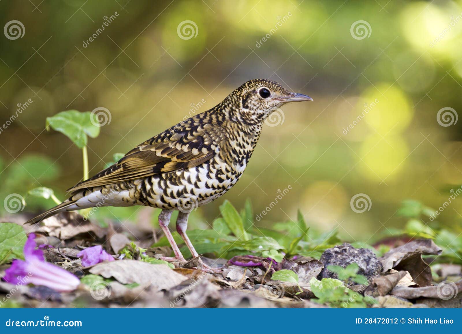 White S Scaly Thrush,Zoothera Dauma Stock Photo - Image of brown ...