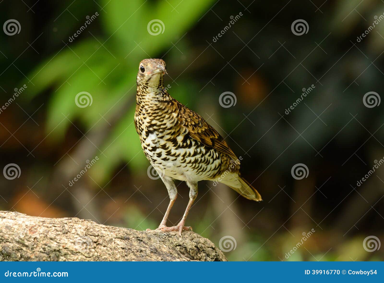 White S Thrush (Zoothera Aurea) Stock Photo - Image of outdoor ...