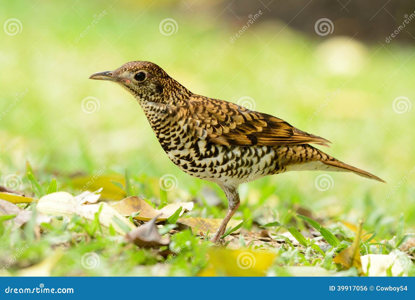 White S Thrush (Zoothera Aurea) Stock Photo - Image of ground ...